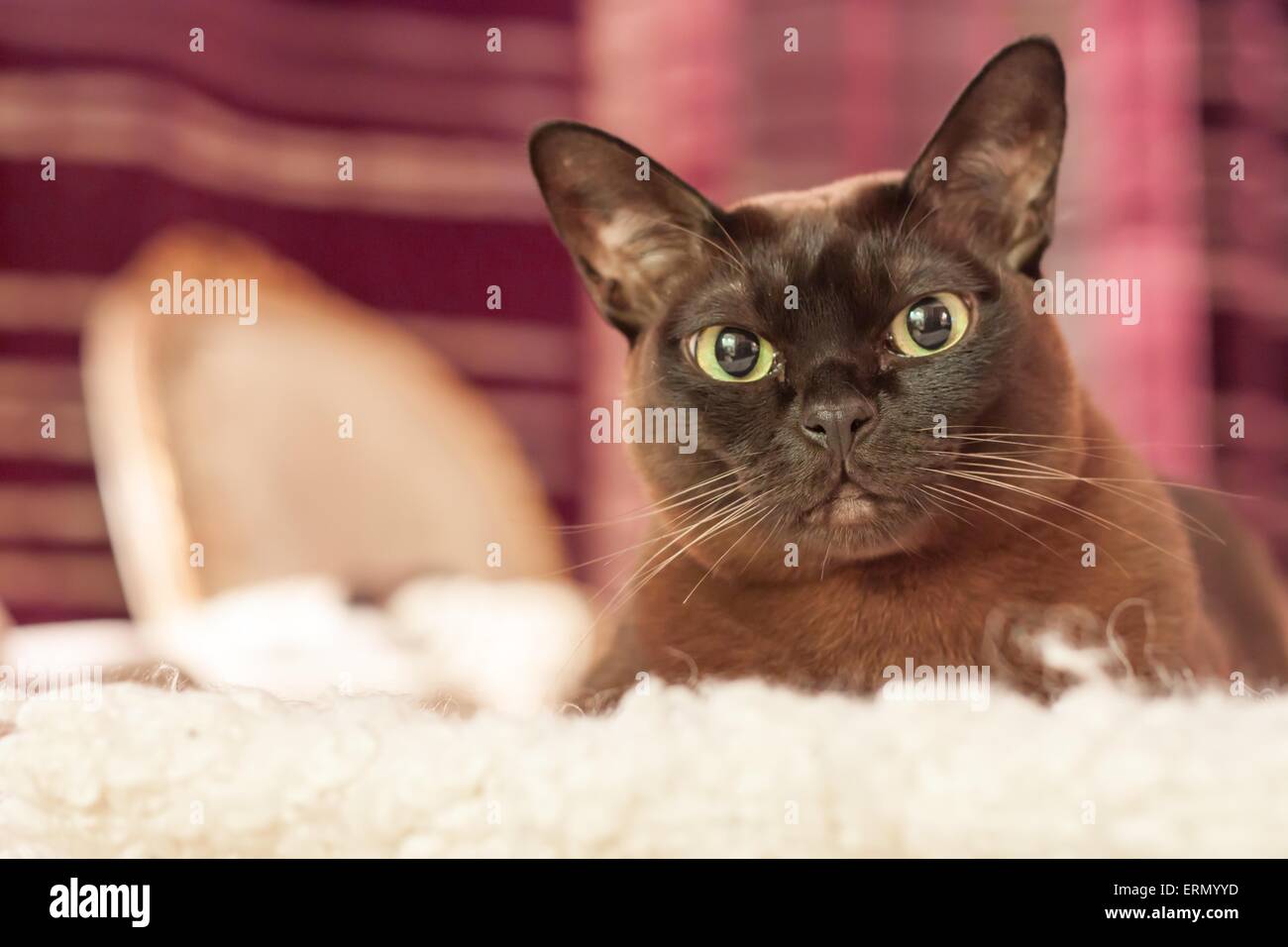 Red burmese cat hi-res stock photography and images - Alamy