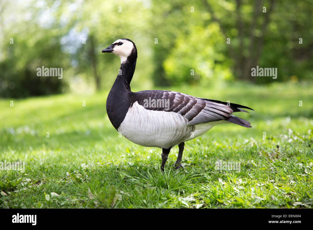 Green goose hi-res stock photography and images - Alamy