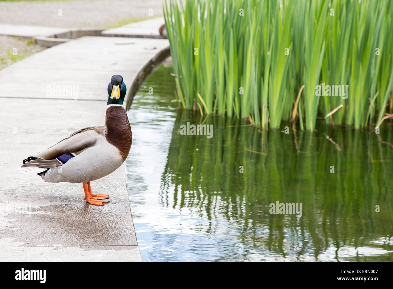 Duck looking at pond hi-res stock photography and images - Alamy