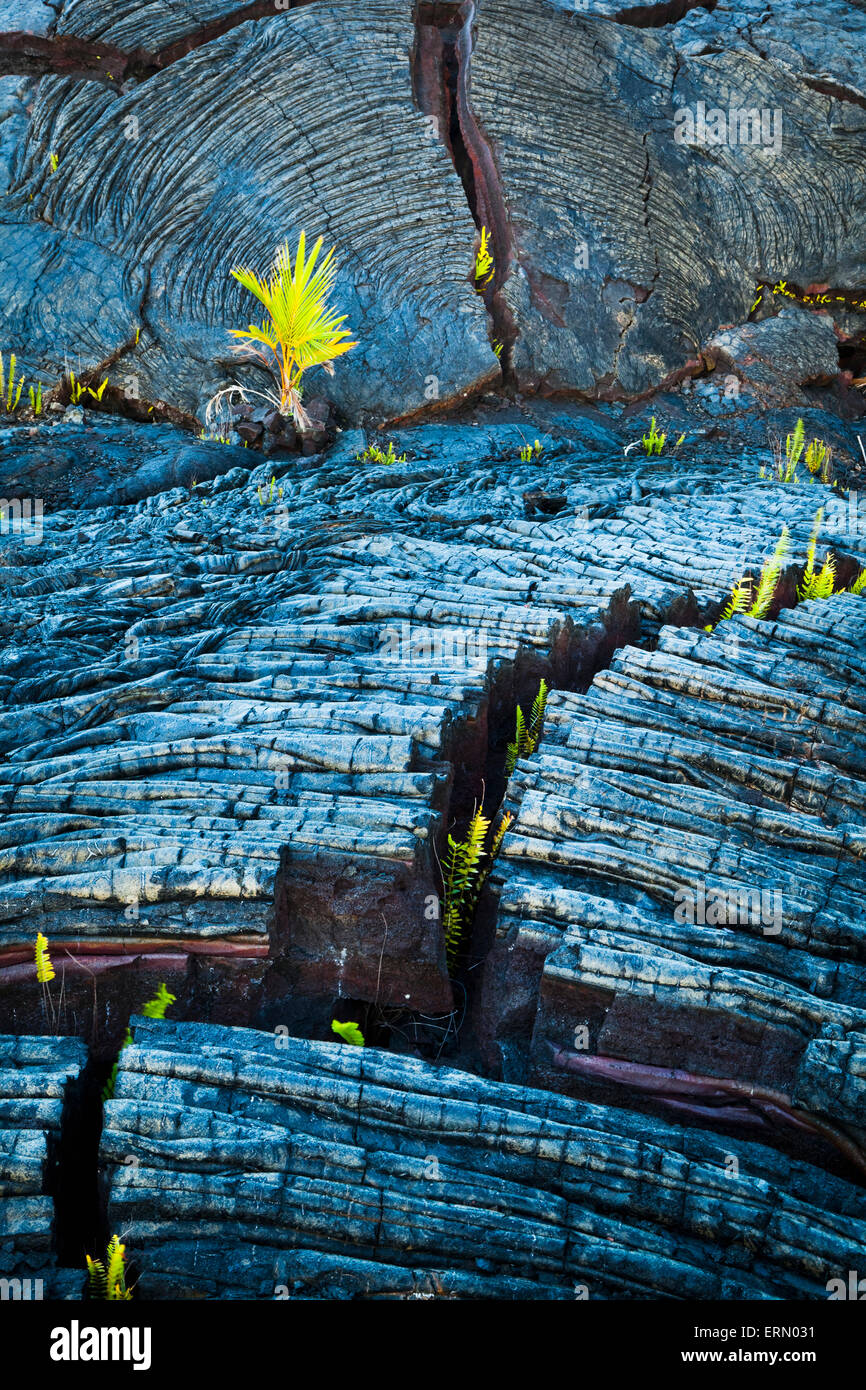 Hawaii fern hi-res stock photography and images - Alamy