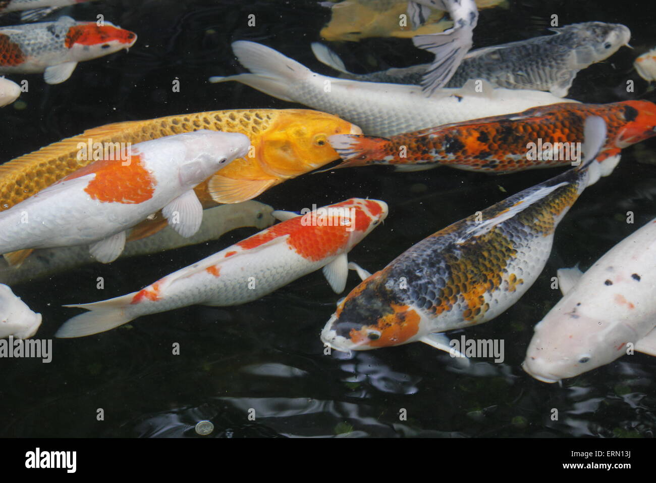 Colourful fish swimming hi-res stock photography and images - Alamy