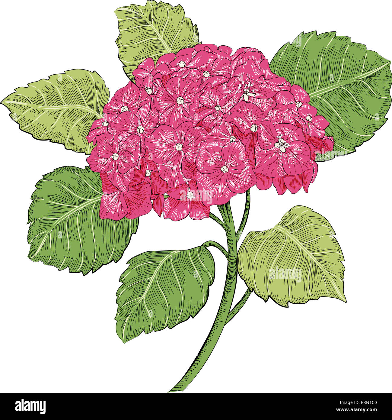Painting of hydrangea hi-res stock photography and images - Alamy