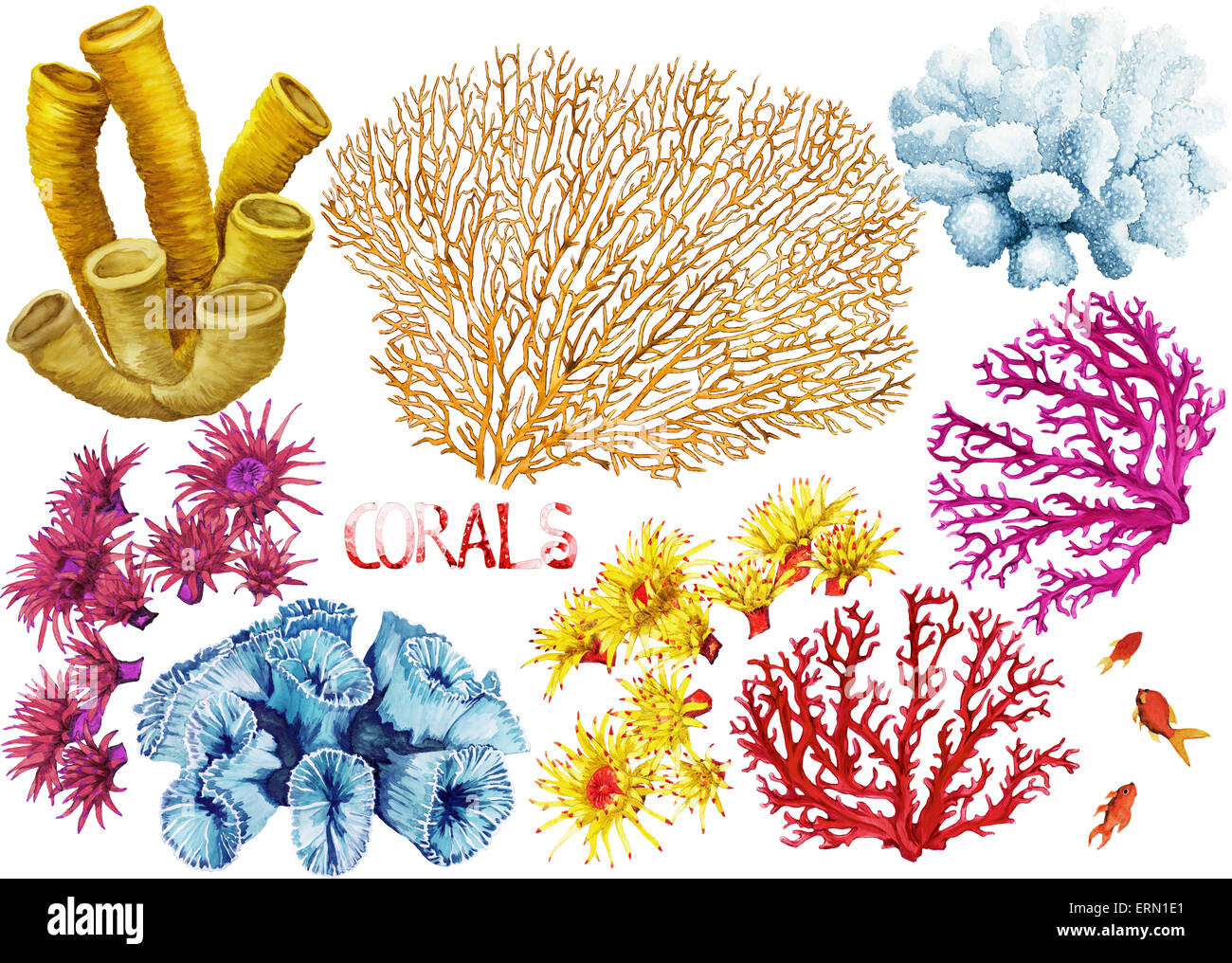 Watercolor corals set Stock Photo - Alamy