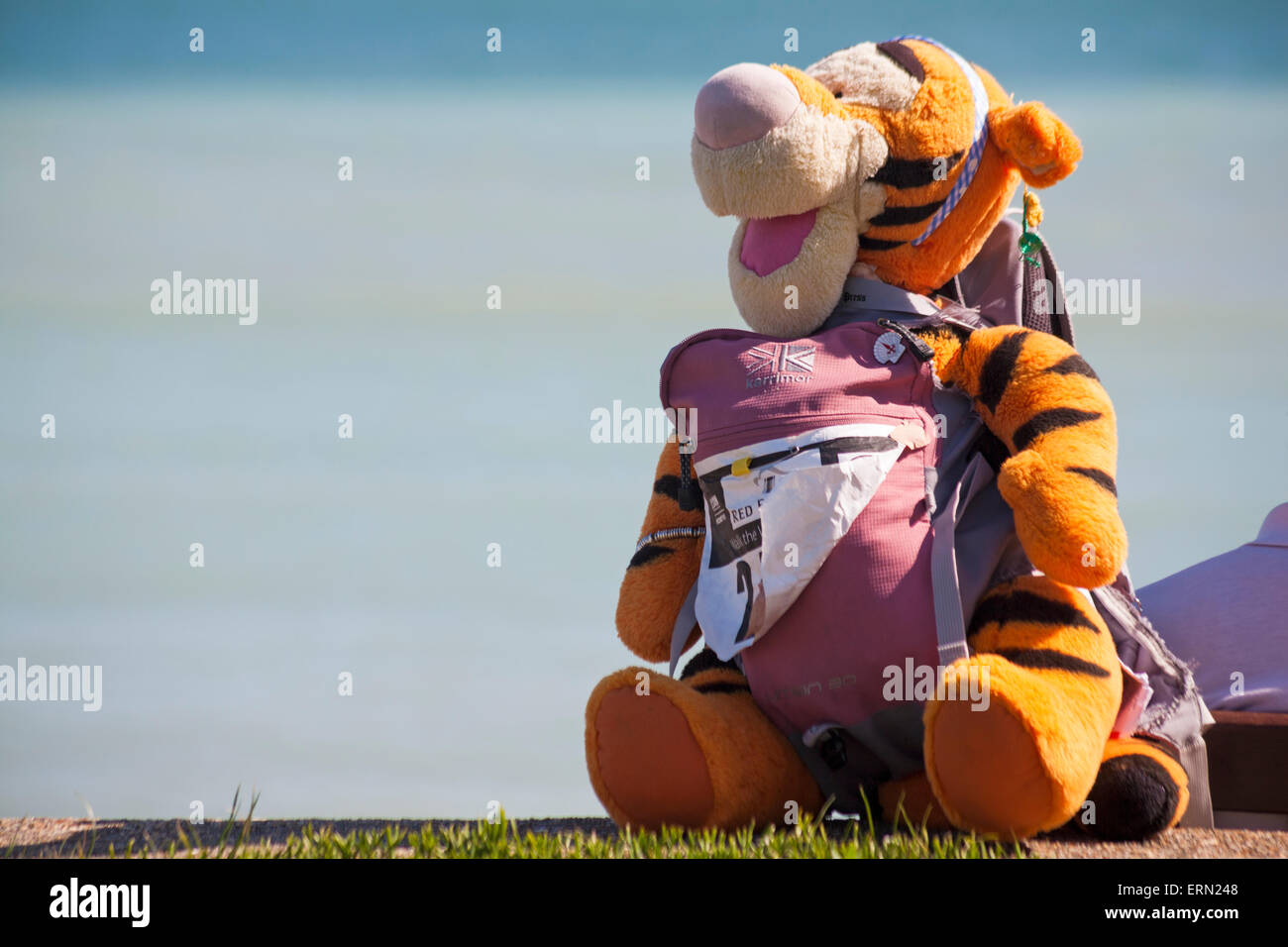Tigger enjoys the views at Freshwater Bay, Isle of Wight, Hampshire UK ...