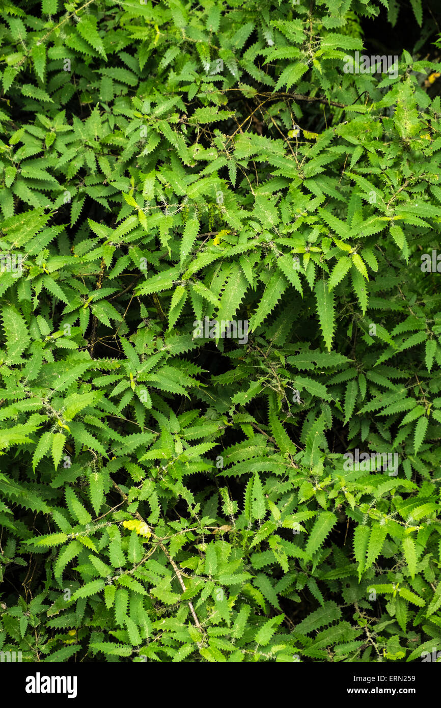 Ongaonga hi-res stock photography and images - Alamy