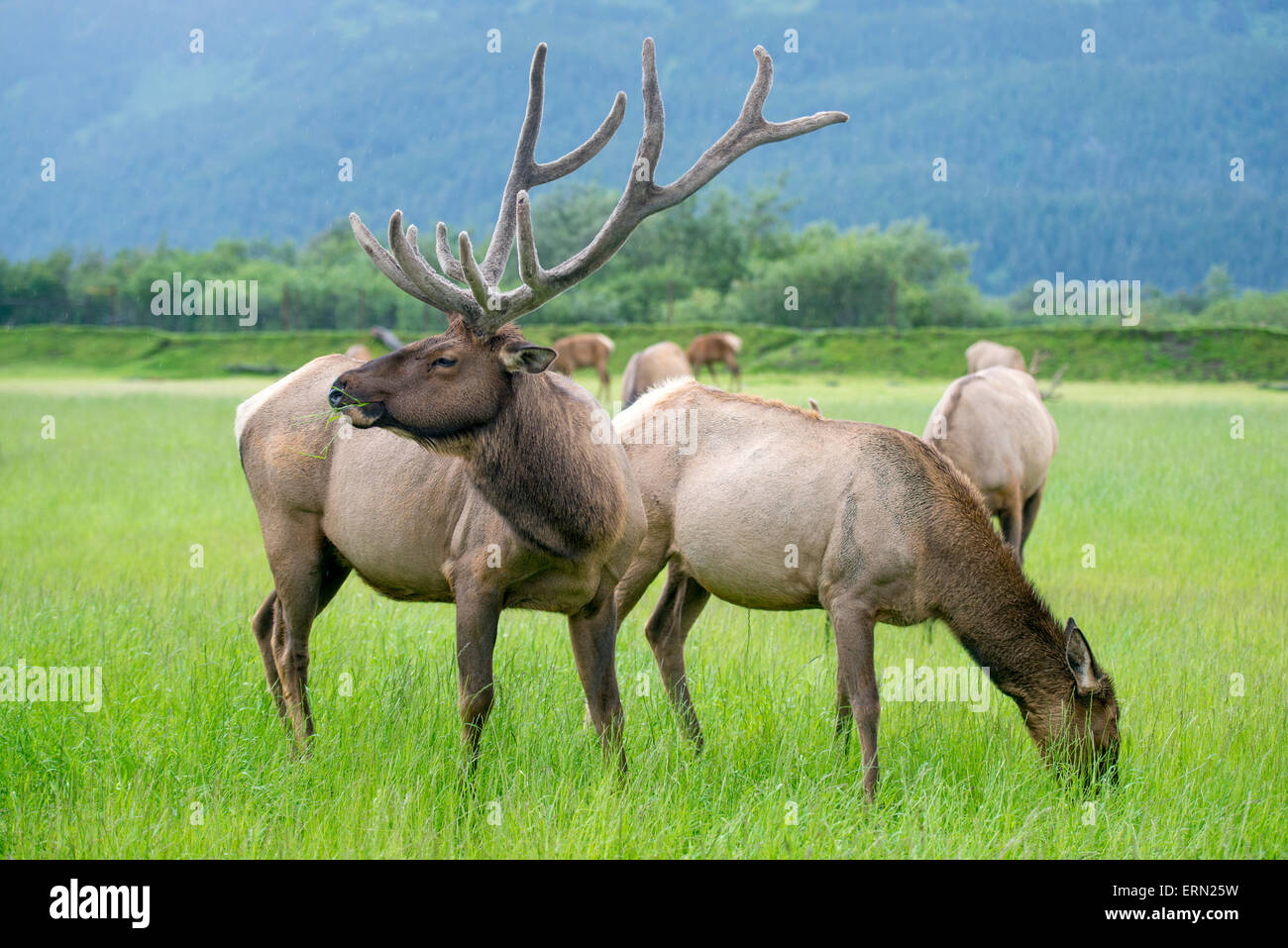 Elk (Cervus canadensis) grazing in green field; Alaska, United States ...