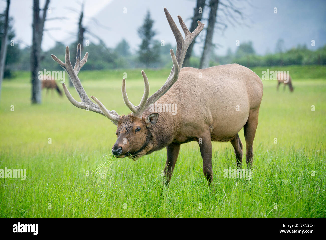 Elk (Cervus canadensis) grazing in green field; Alaska, United States ...