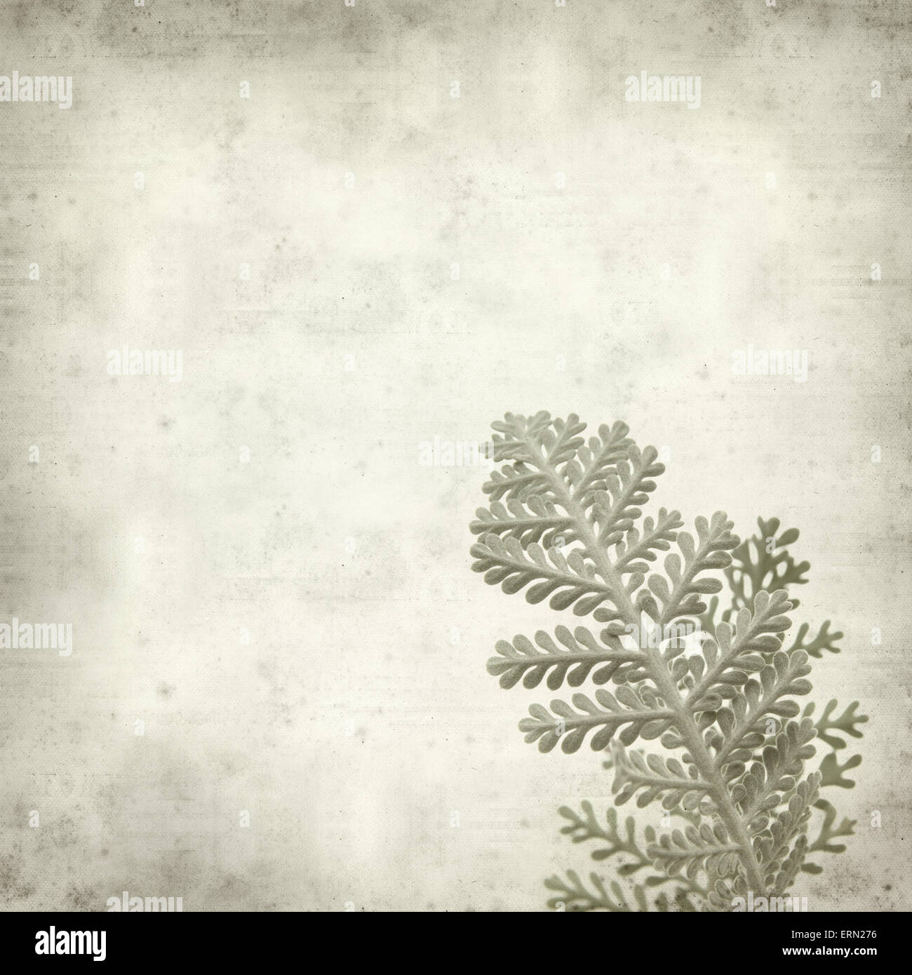 textured old paper background with silver tansy leaf Stock Photo - Alamy