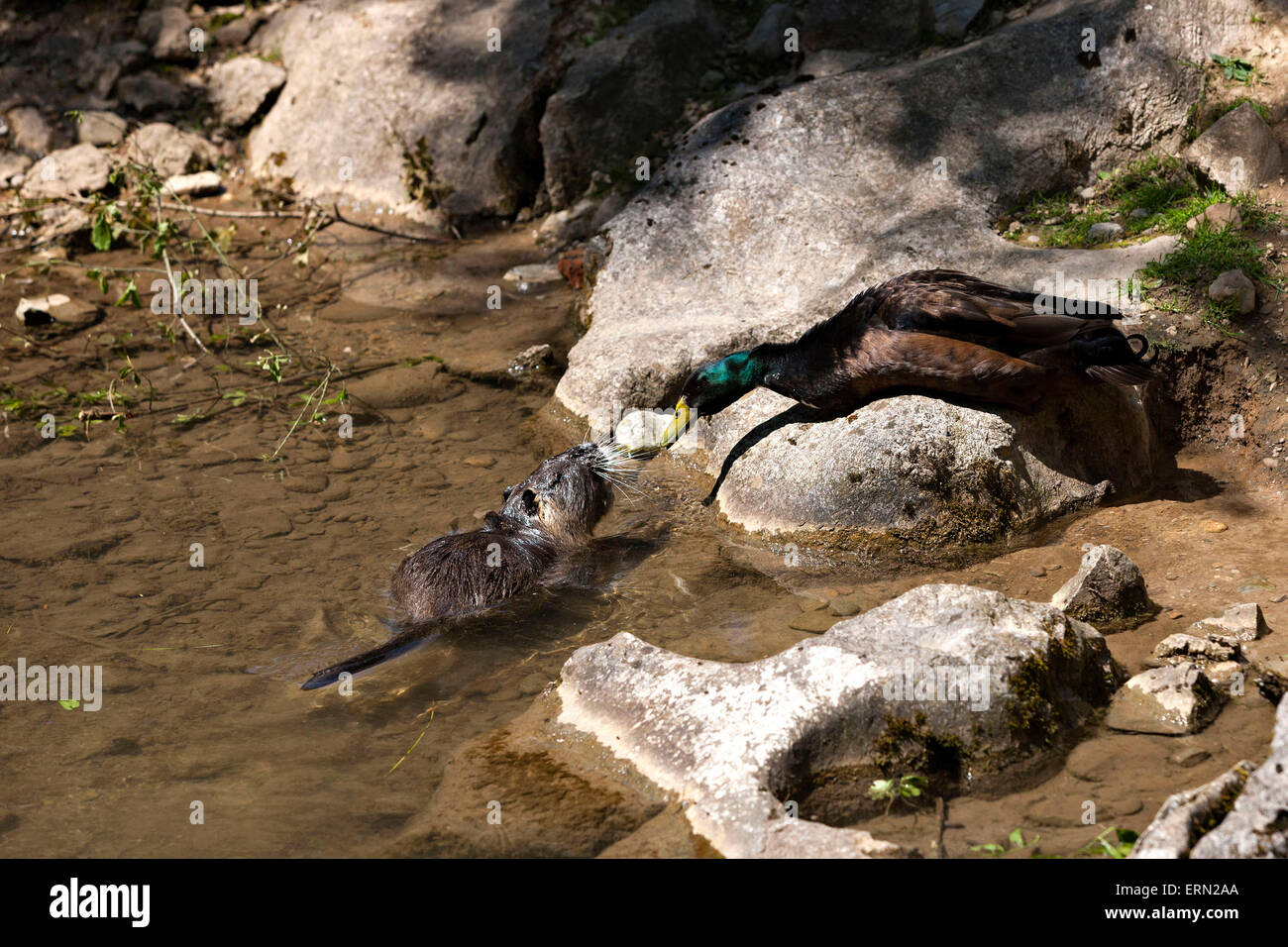 Swamp Beaver ( Myocastor coypus Stock Photo - Alamy
