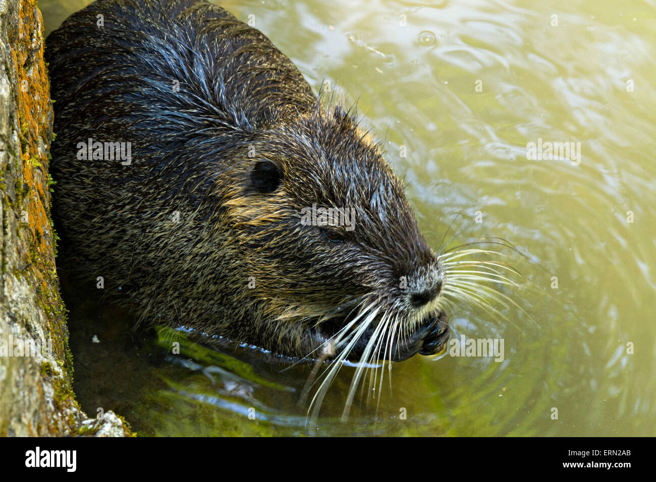 Swamp Beaver in water eating ( Myocastor coypus Stock Photo - Alamy