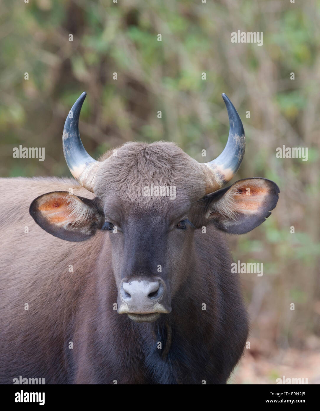 Gaur / Indian Bison ( Bos gaurus Stock Photo - Alamy