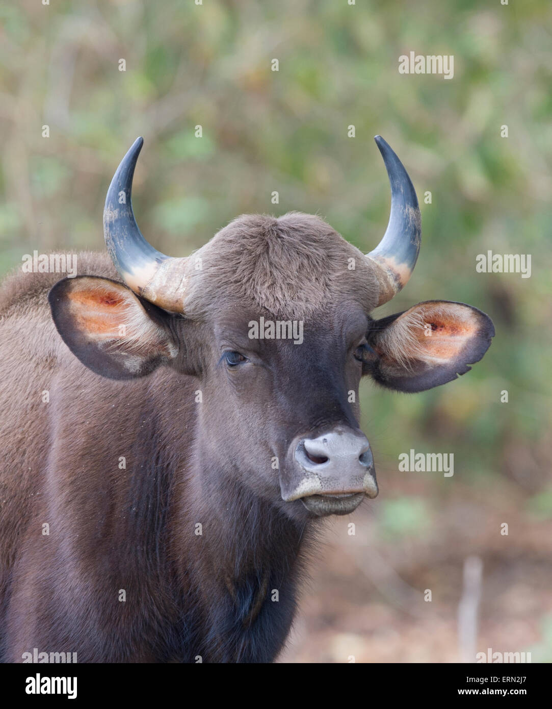 Gaur / Indian Bison ( Bos gaurus Stock Photo - Alamy