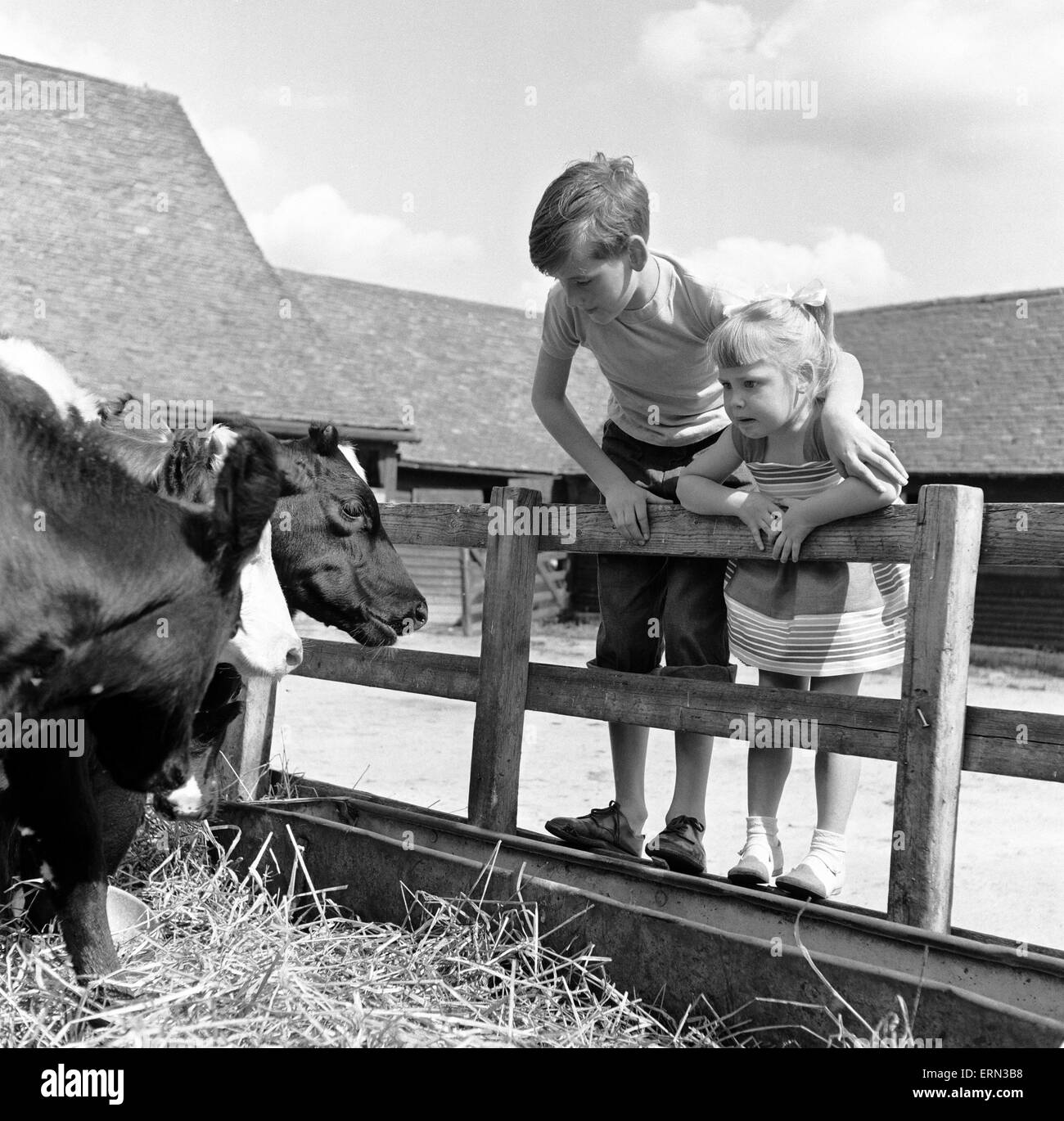 Cows in countryside from Black and White Stock Photos & Images - Alamy