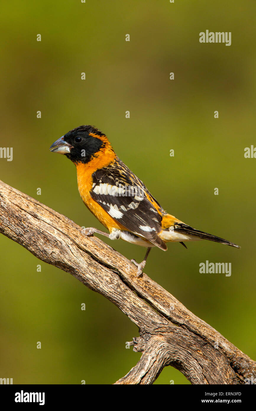 Black-headed Grosbeak Pheucticus melanocephalus Santa Rita Mountains ...