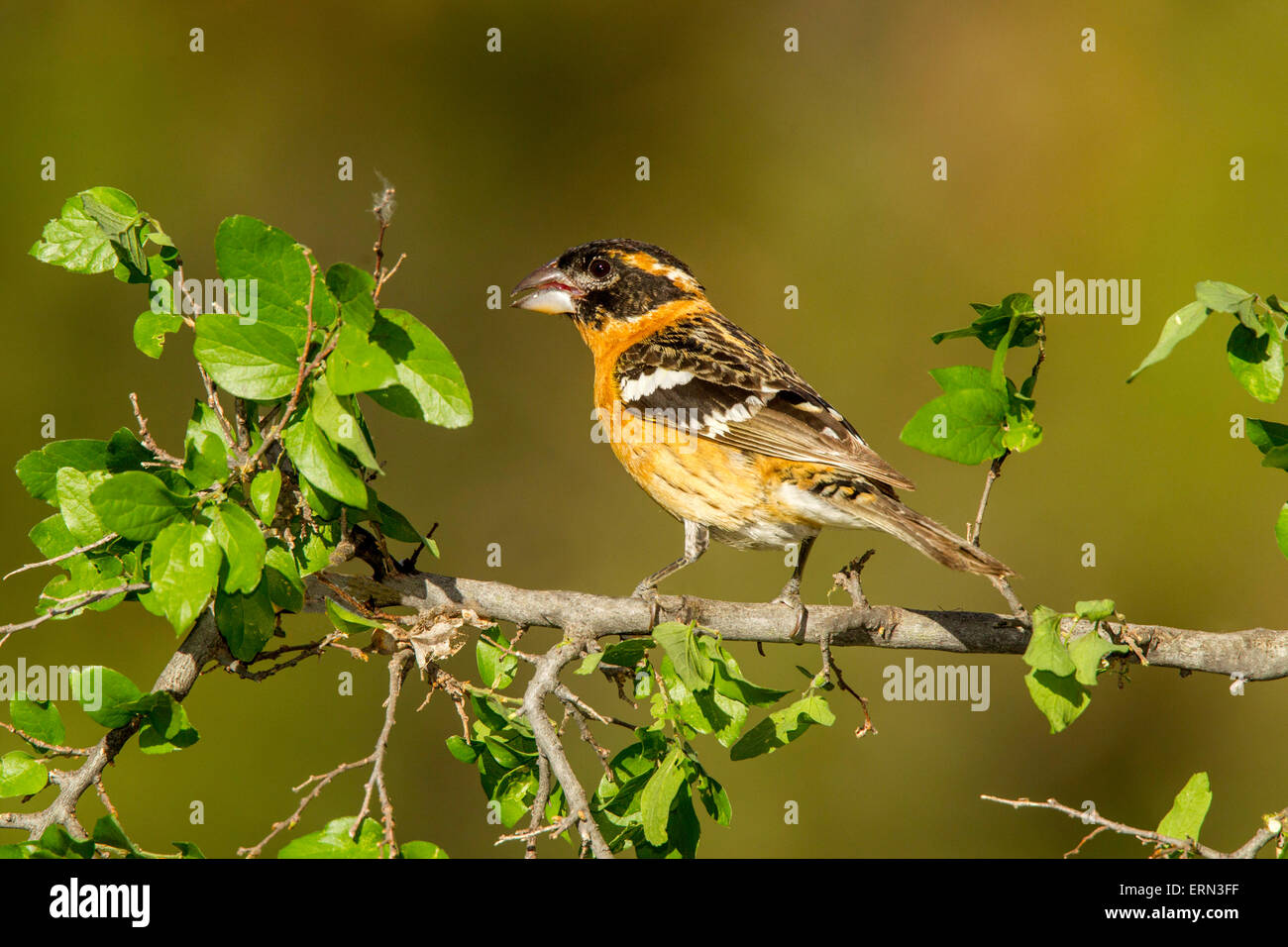 Black-headed Grosbeak Pheucticus melanocephalus Santa Rita Mountains ...