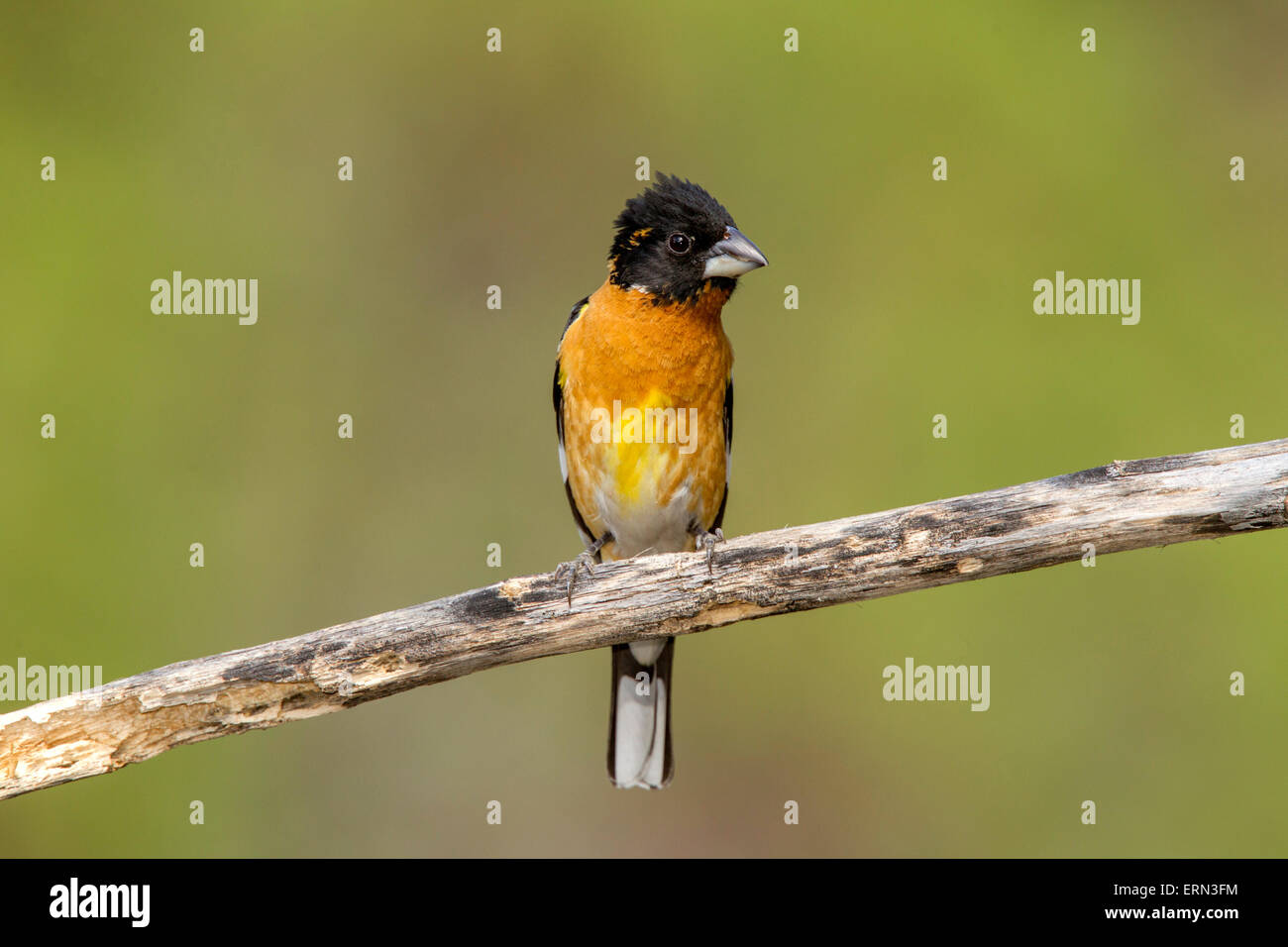 Black-headed Grosbeak Pheucticus melanocephalus Santa Rita Mountains ...