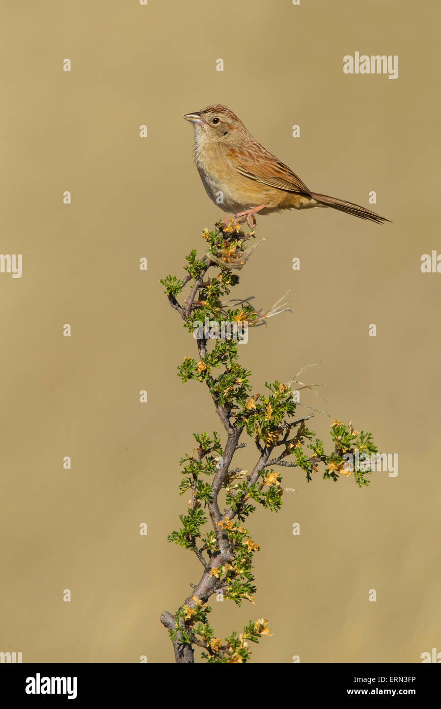 Botteri's Sparrow Aimophila botterii Sonoita, Cochise County, Arizona ...