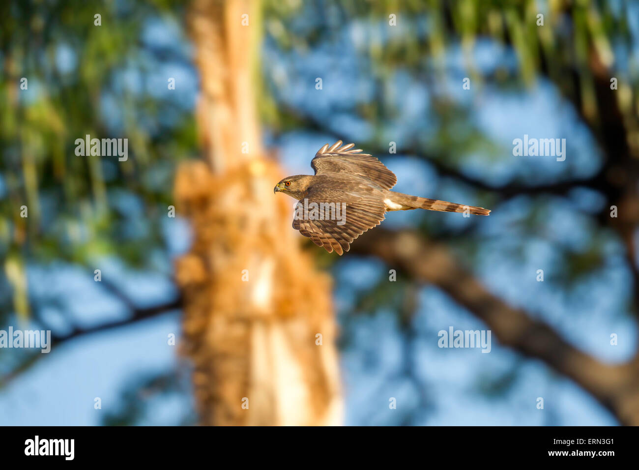 Female coopers hawk hi-res stock photography and images - Alamy