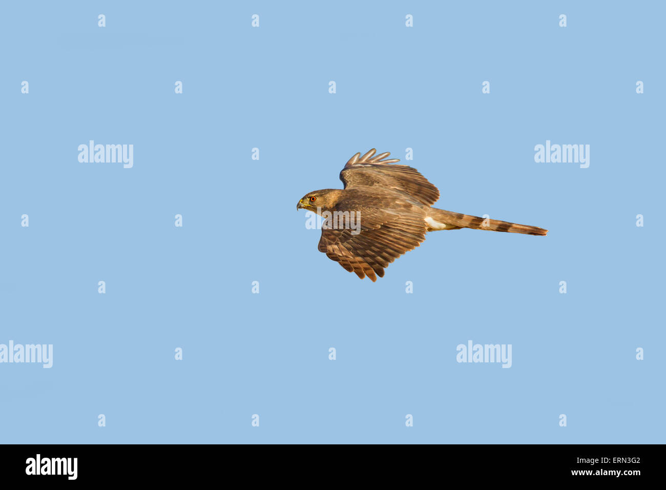 Female coopers hawk hi-res stock photography and images - Alamy