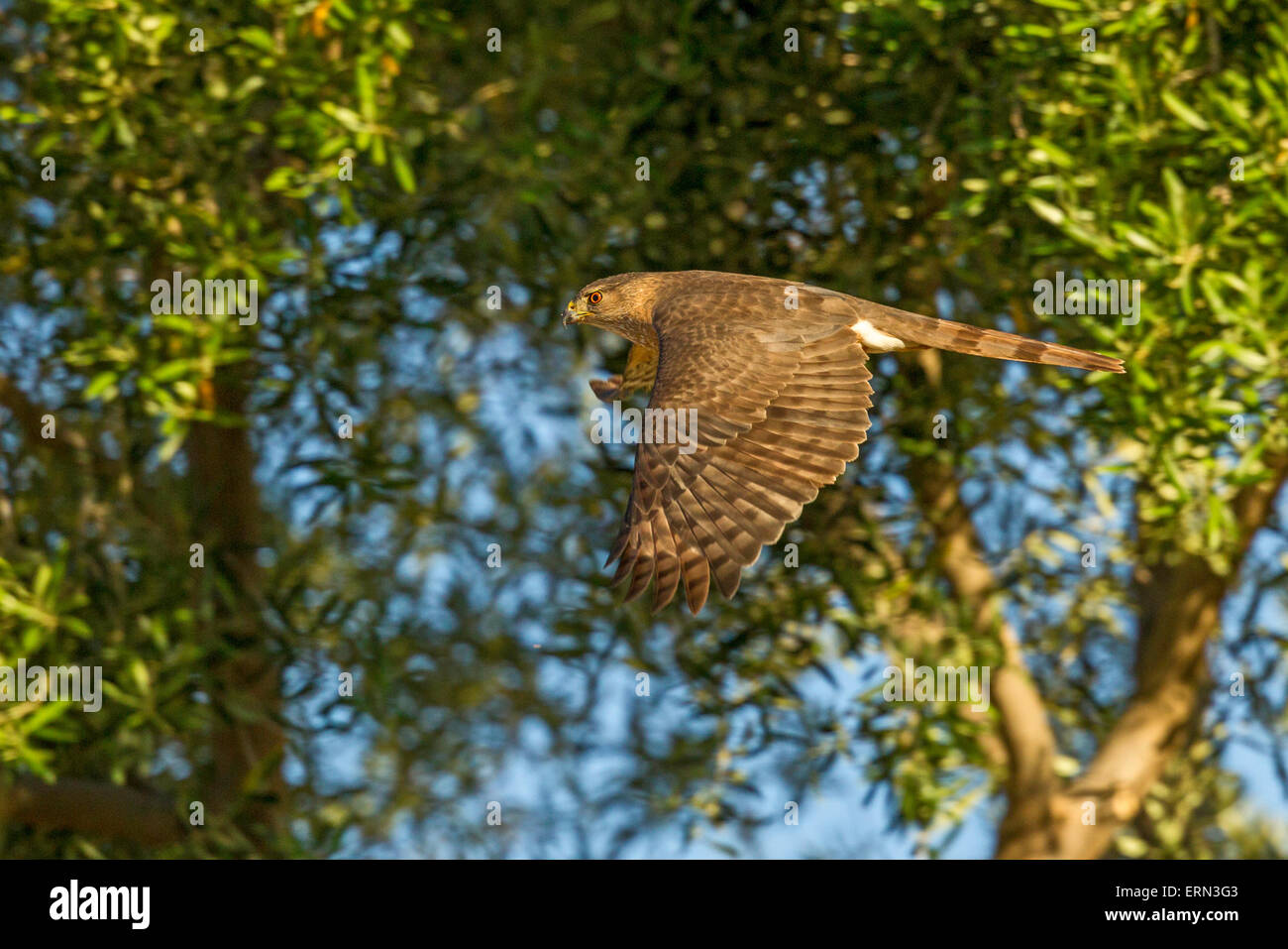 Female coopers hawk hi-res stock photography and images - Alamy