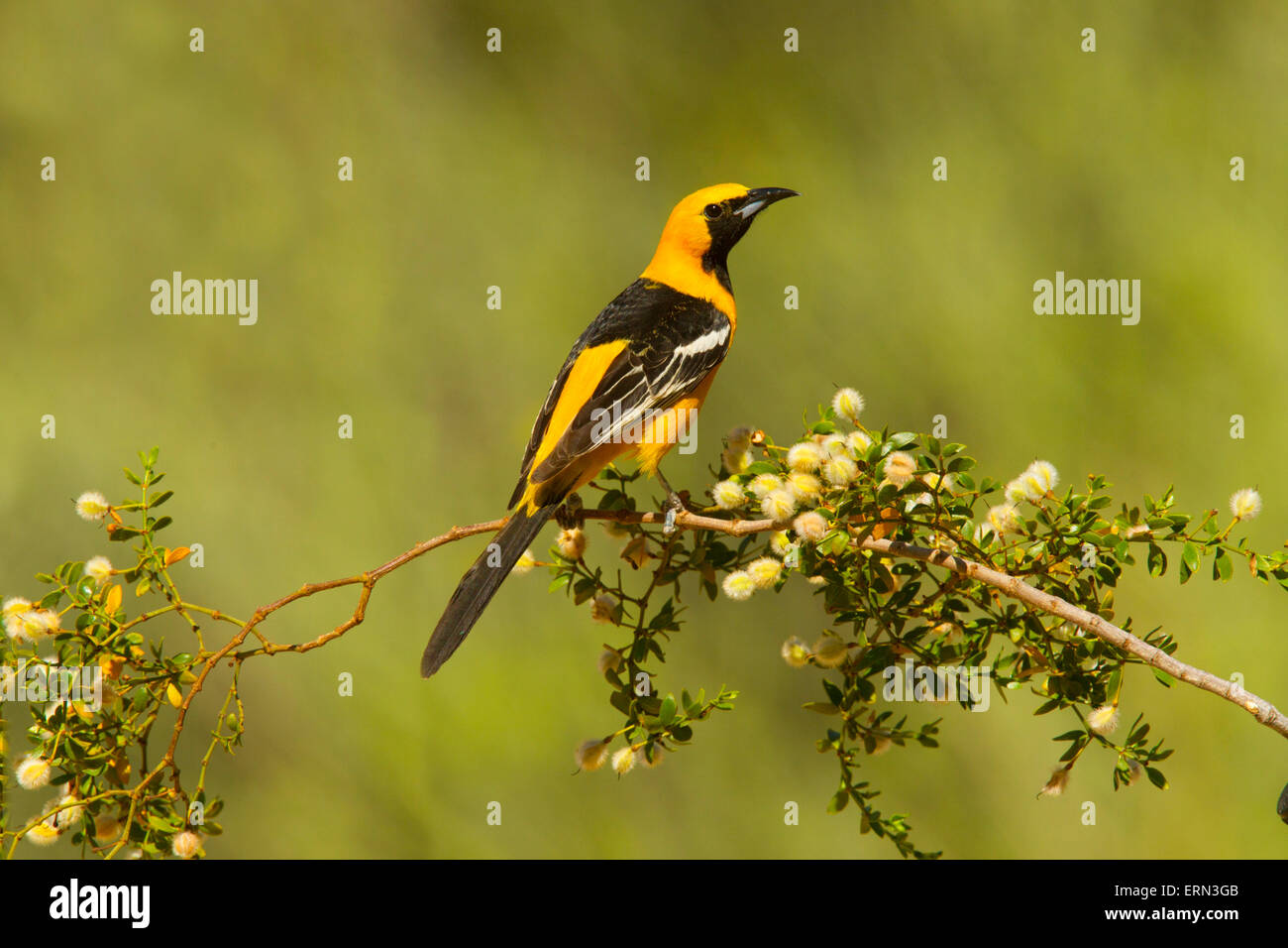 Hooded Oriole Icterus cucullatus Tucson, Arizona, United States 3 June ...
