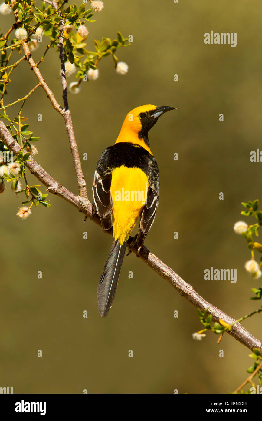 Hooded Oriole Icterus cucullatus Tucson, Arizona, United States 3 June ...