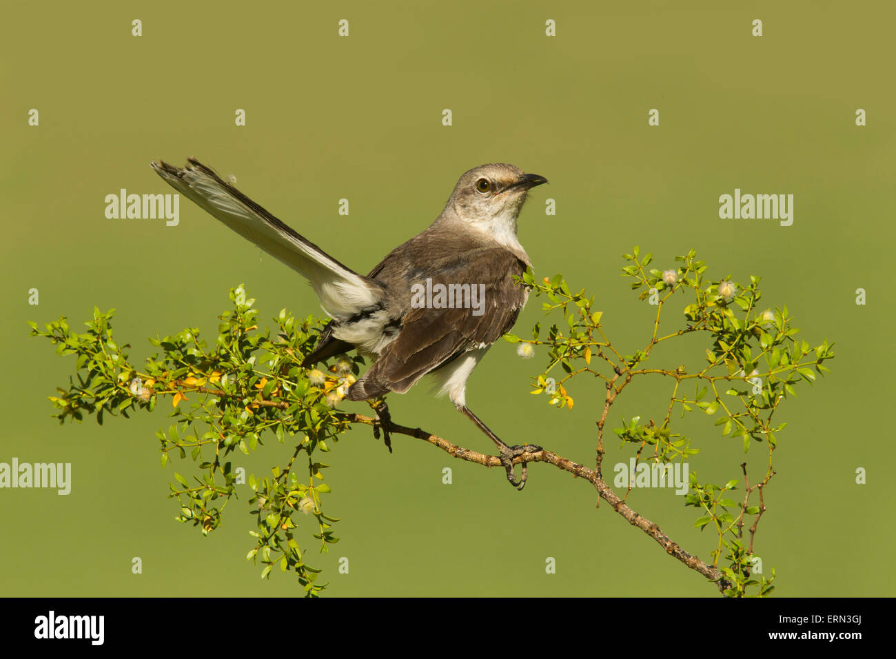 Northern Mockingbird Mimus polyglottos Tucson, Pinal County, Arizona ...