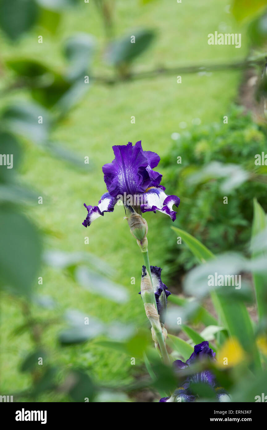 Tall Bearded Iris Stepping Out flower Stock Photo - Alamy