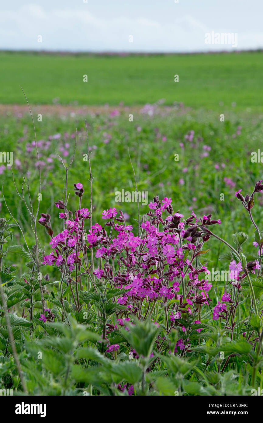 Set aside field hi-res stock photography and images - Alamy