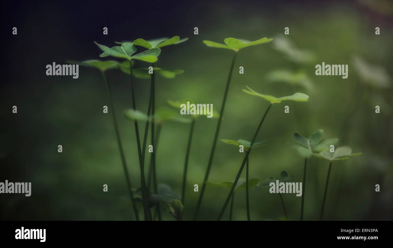 Clover; Sharon Valley, Israel Stock Photo - Alamy