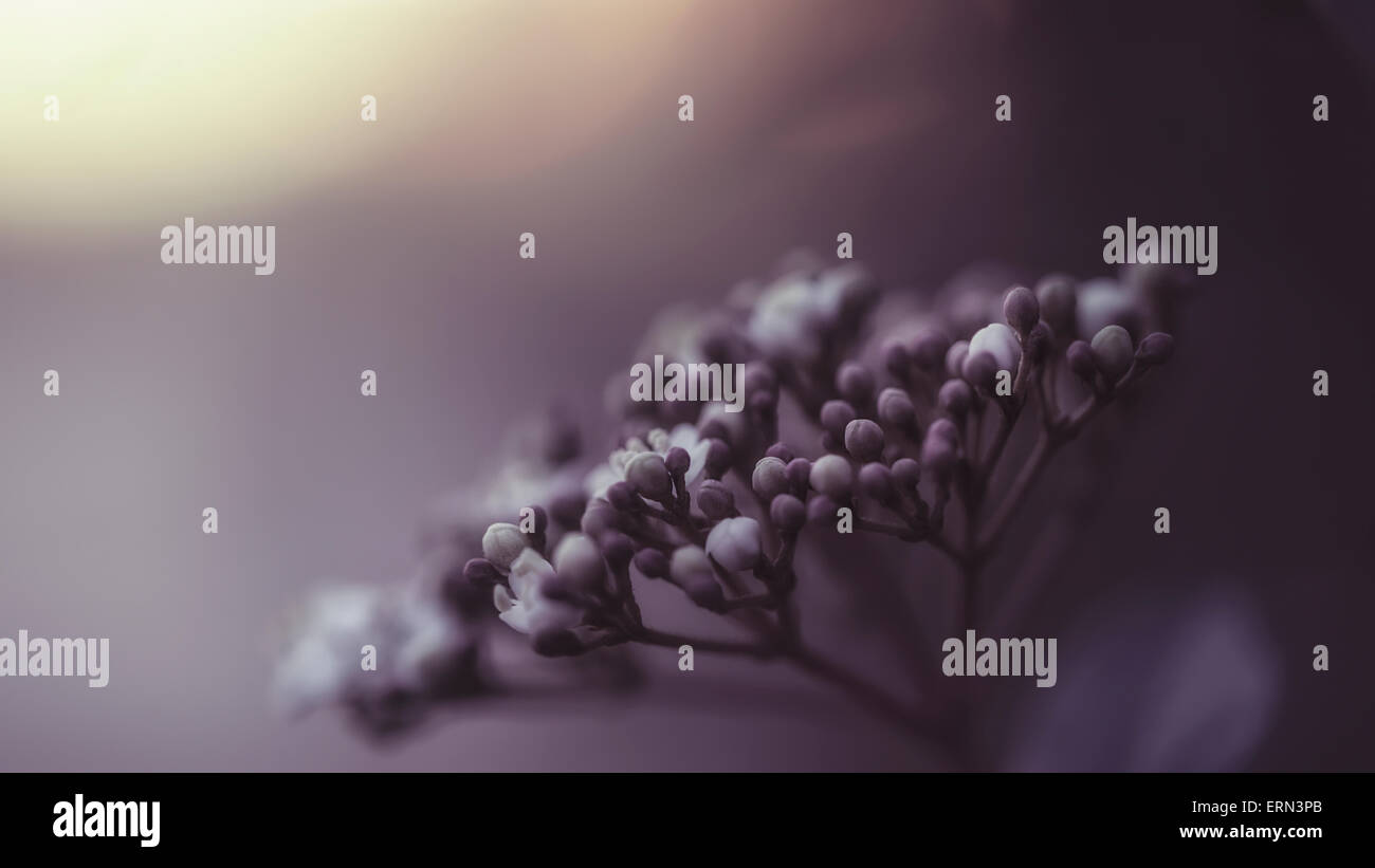 Purple blossoms; Sharon Valley, Israel Stock Photo - Alamy