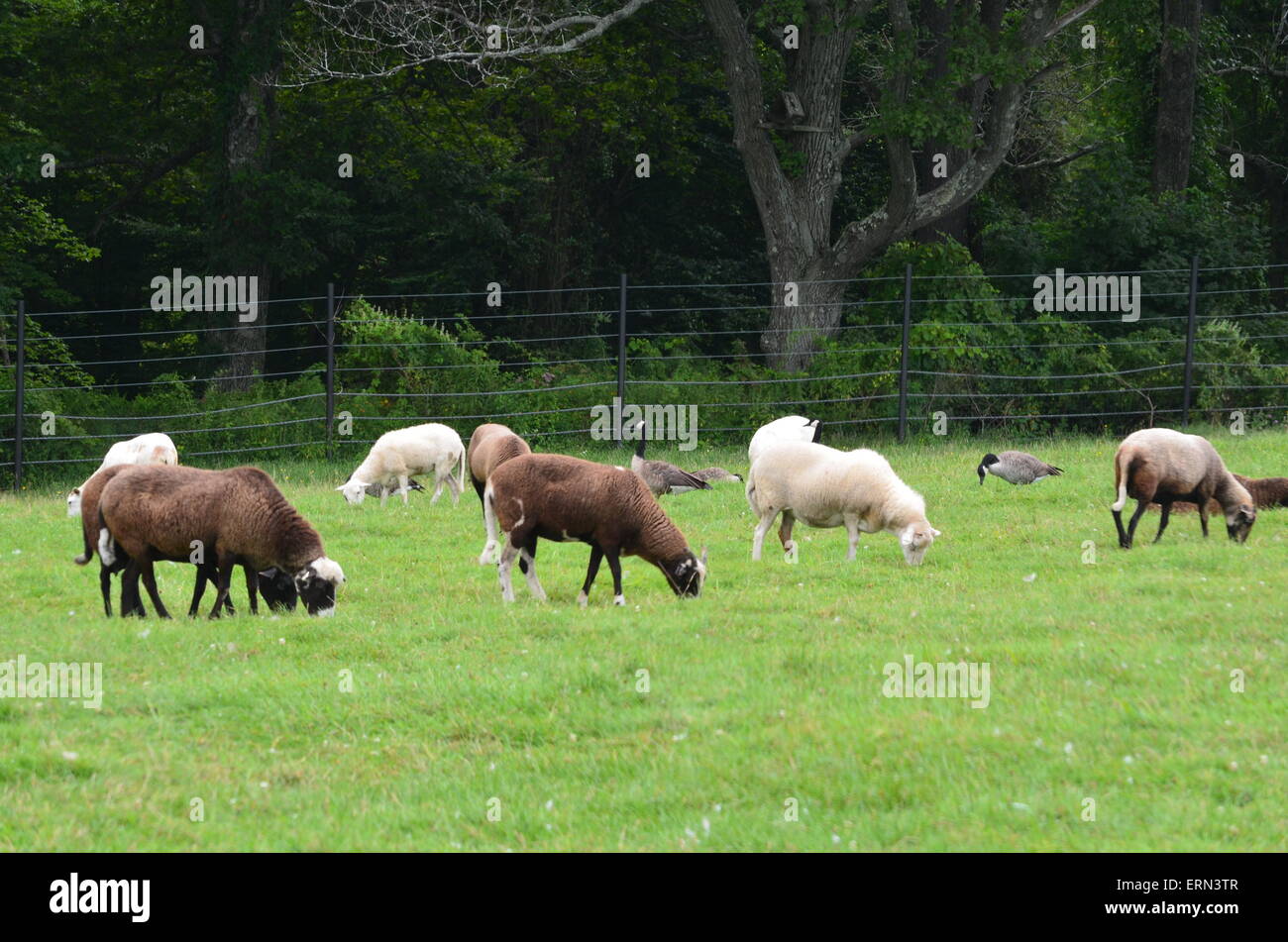 Sheep and goats grazing hi-res stock photography and images - Alamy