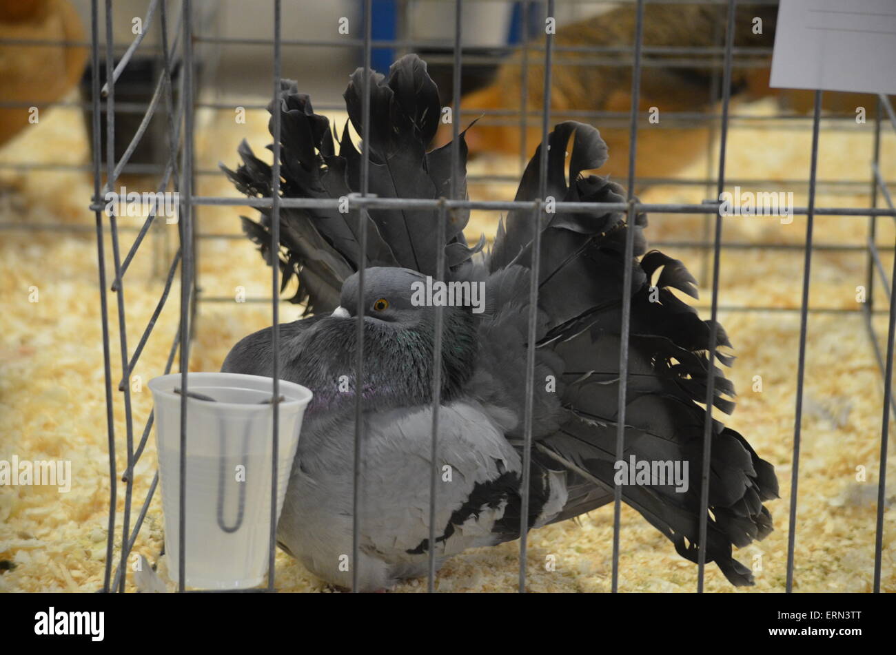 Fan Tail Pigeon High Resolution Stock Photography and Images - Alamy
