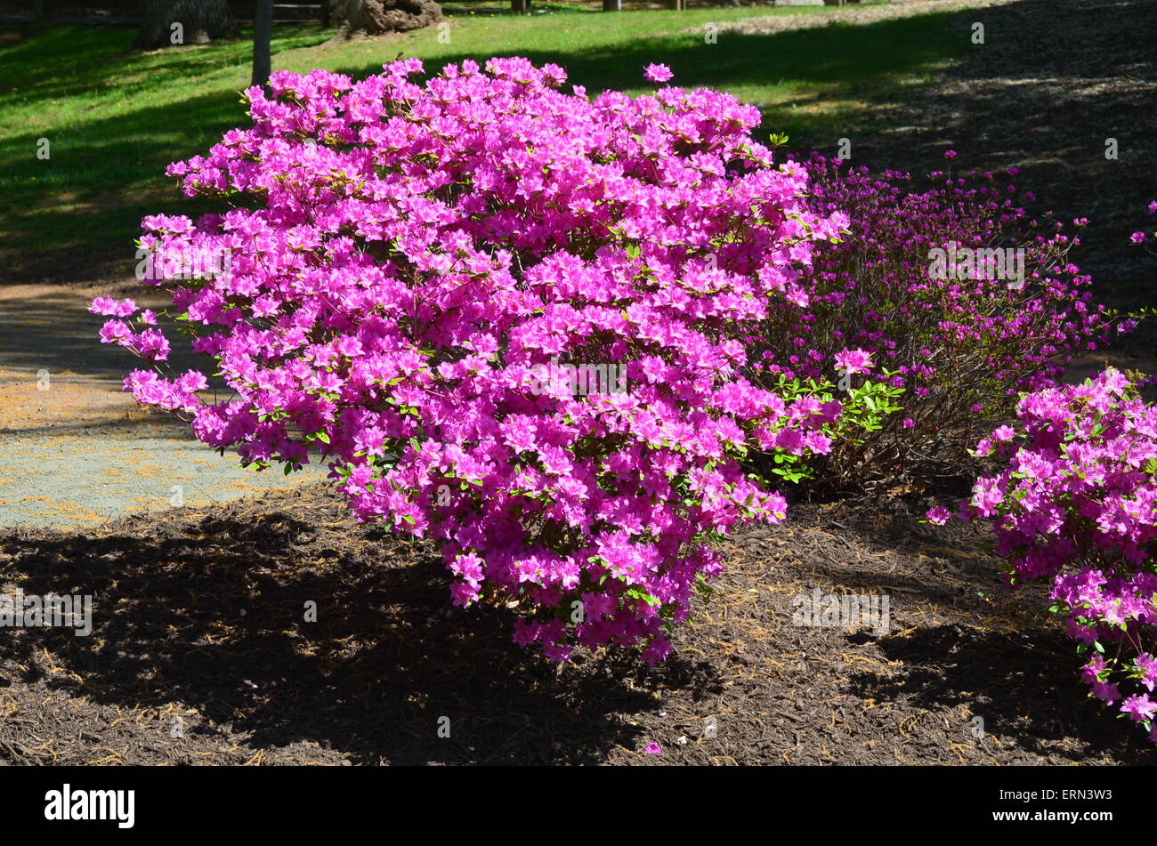 Azalea bush hi-res stock photography and images - Alamy