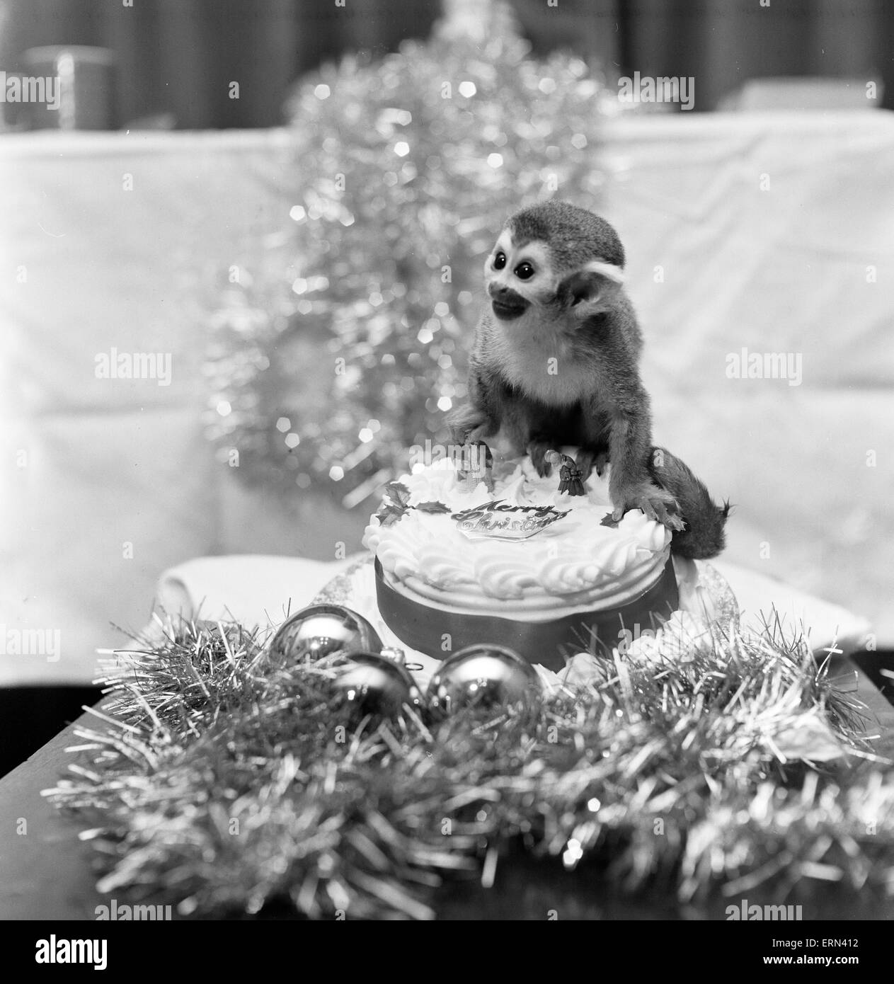 Pip the Squirrel Monkey, Chester Zoo, December 1978. Enjoys his first ...