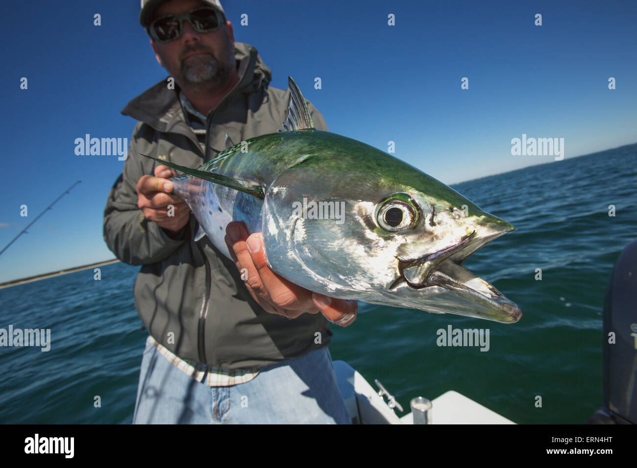 Fisherman holding a false albacore, fishing the cape; Martha's Vineyard ...
