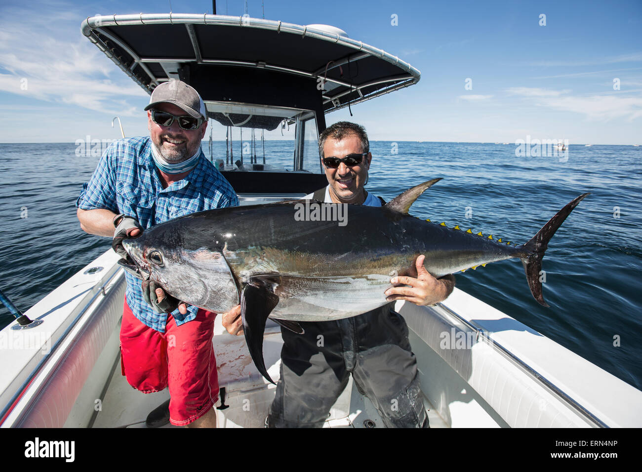 Blue fin tuna caught off the Atlantic coast; Massachusetts, United ...