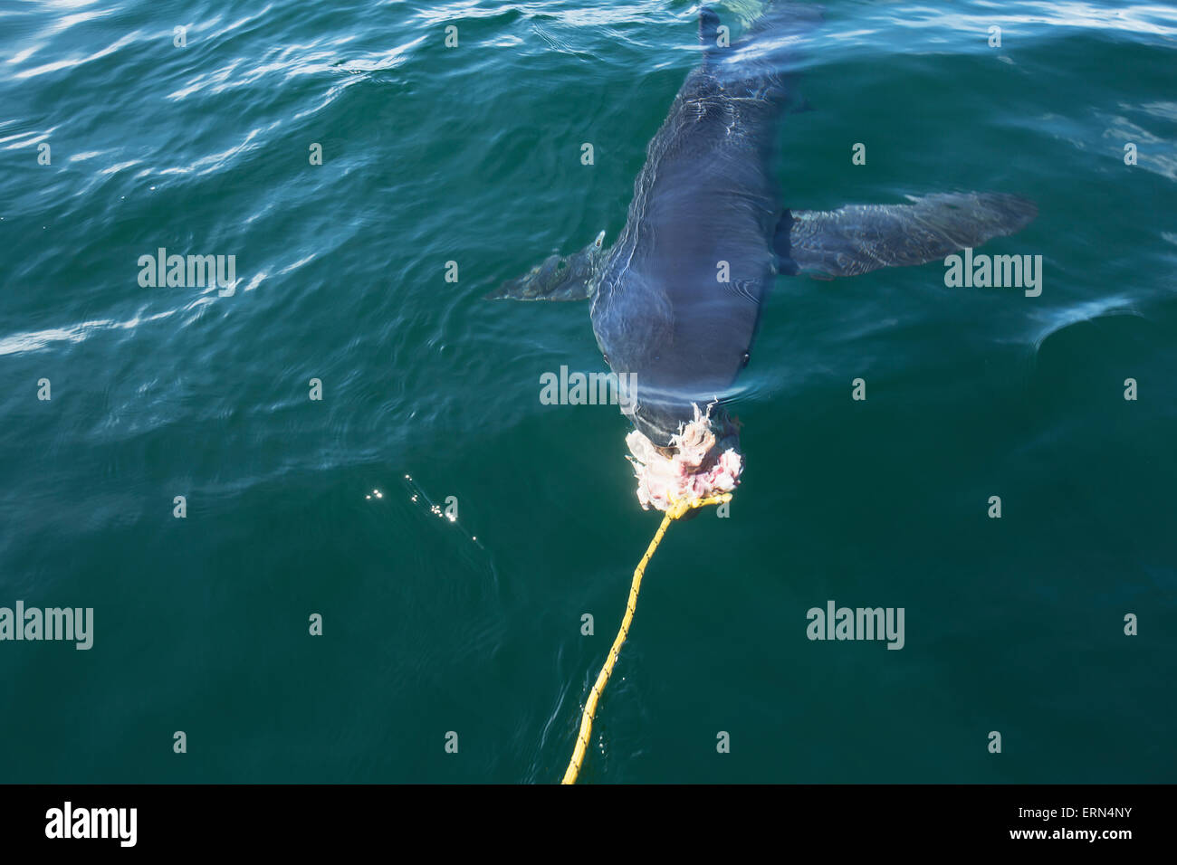 Blue Shark on a rope in the water; Massachusetts, United States of ...