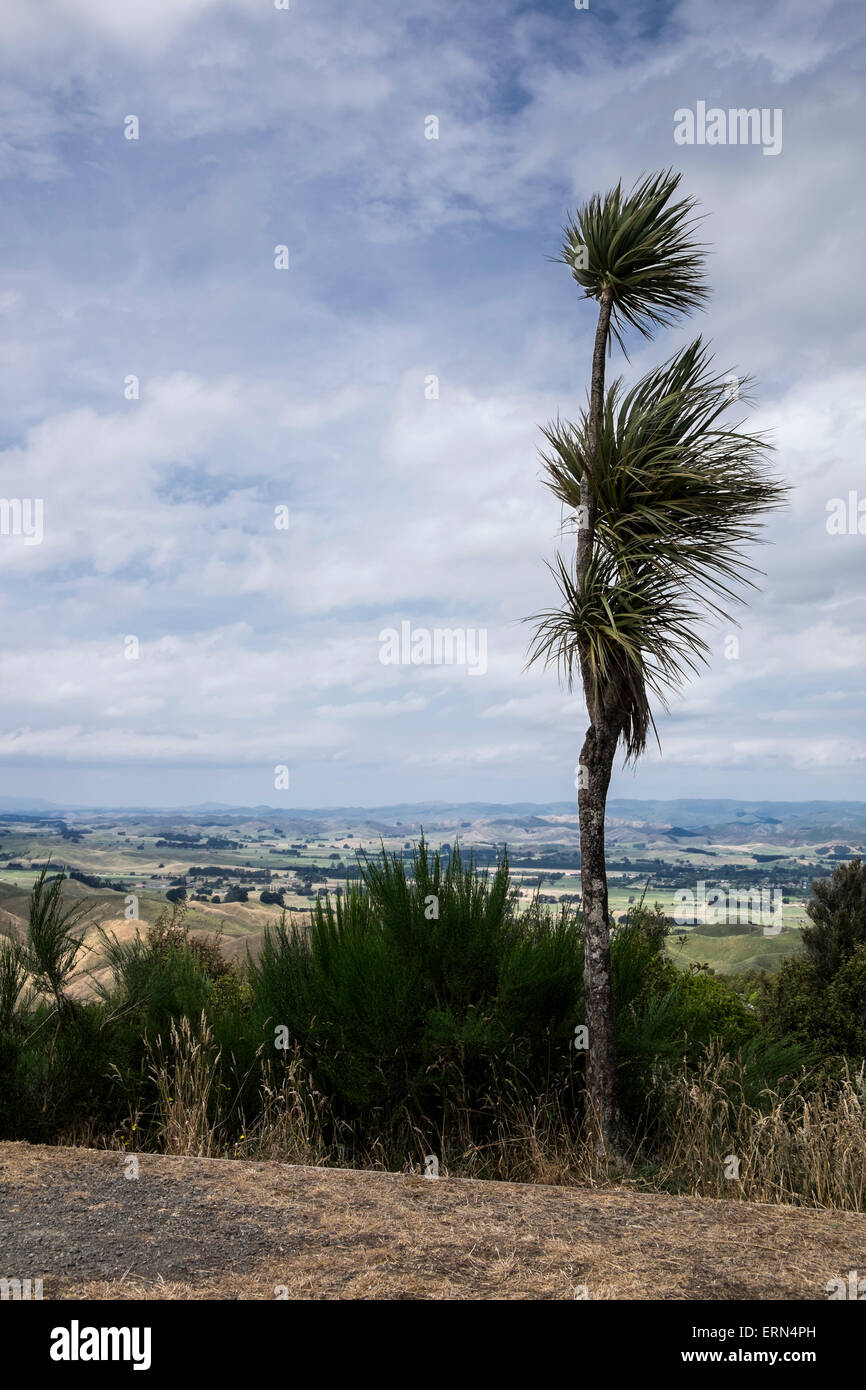 Windswept trees new zealand hi-res stock photography and images - Alamy