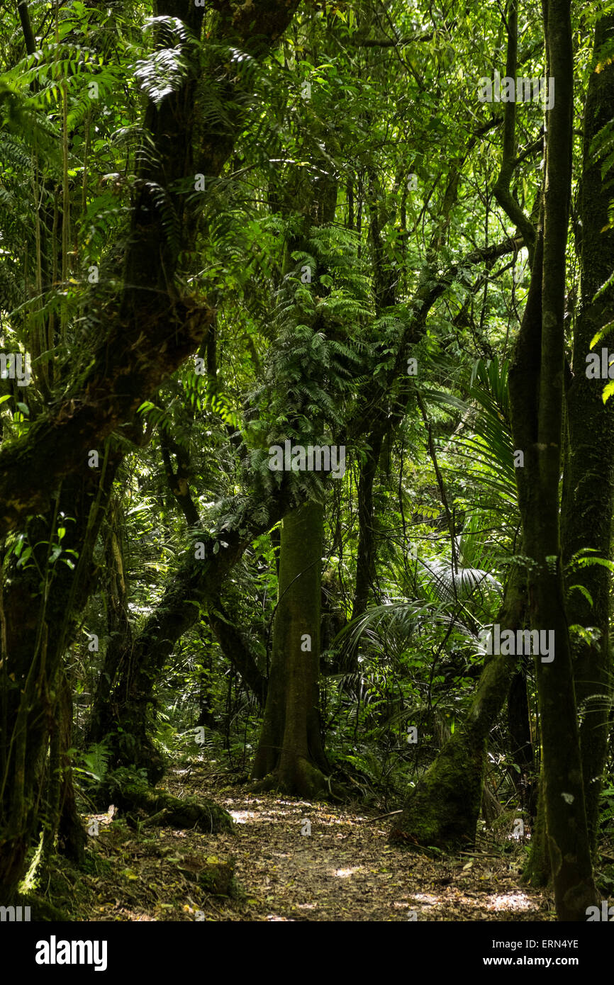 Track through the bush in the Manawatu Gorge, Te Apiti, New Zealand ...
