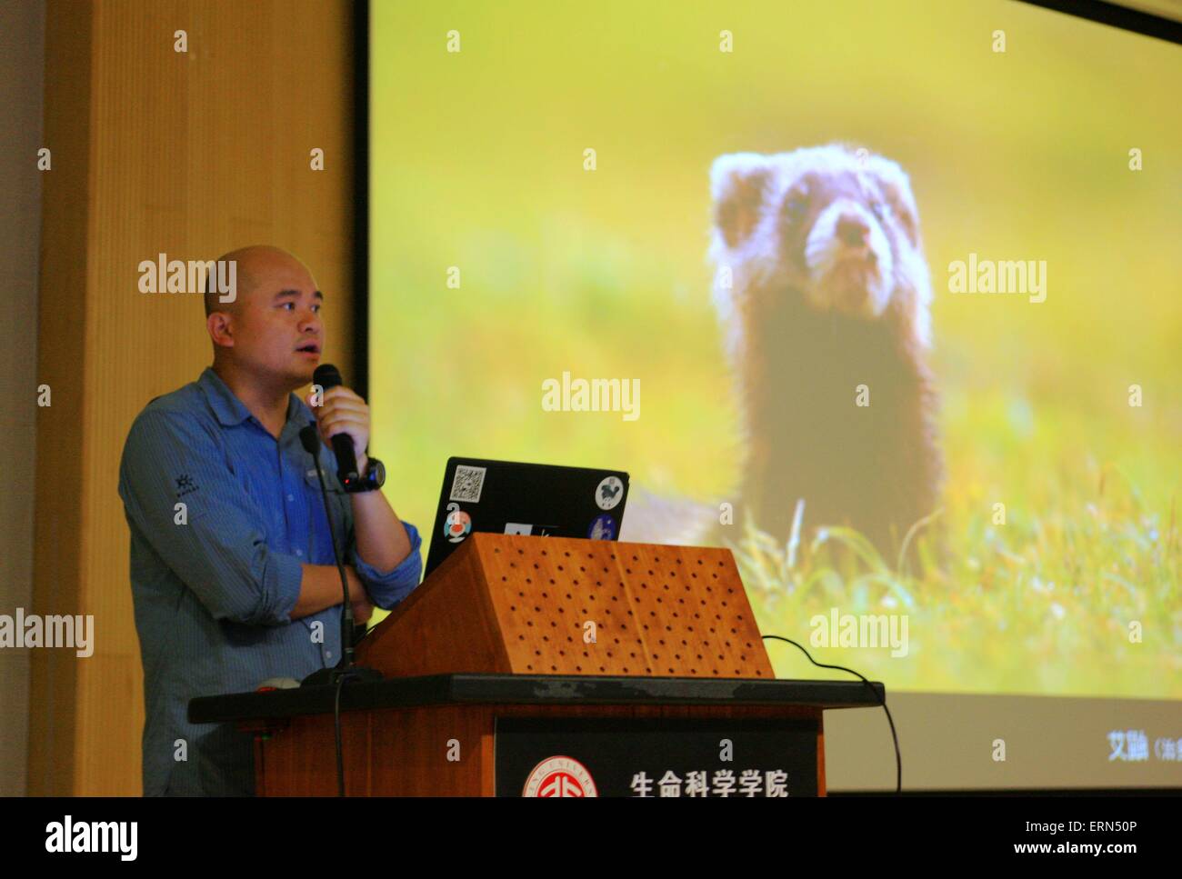 Fitchew hi-res stock photography and images - Alamy