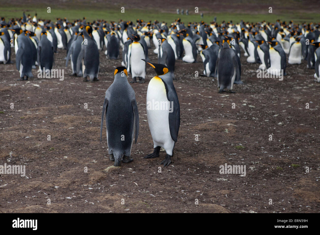 Penguins Falkland Islands colony Community British Stock Photo - Alamy