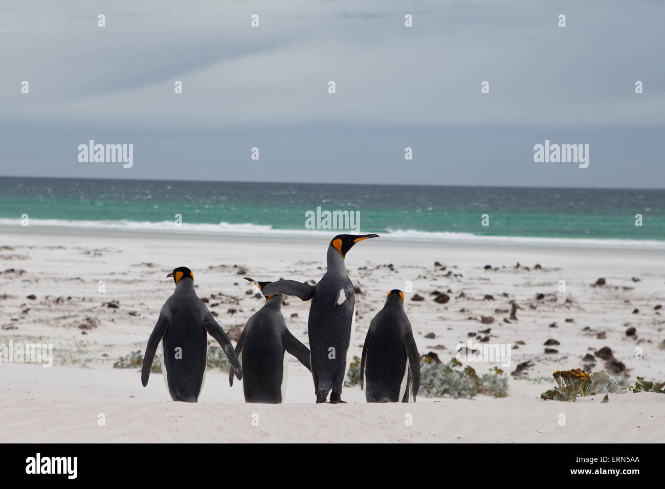 Penguins Falkland Islands Uk Stock Photo - Alamy