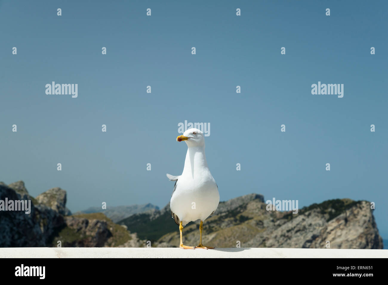 Seagull, Cap de Formentor, Majorca, Balearic Islands, Spain Stock Photo ...