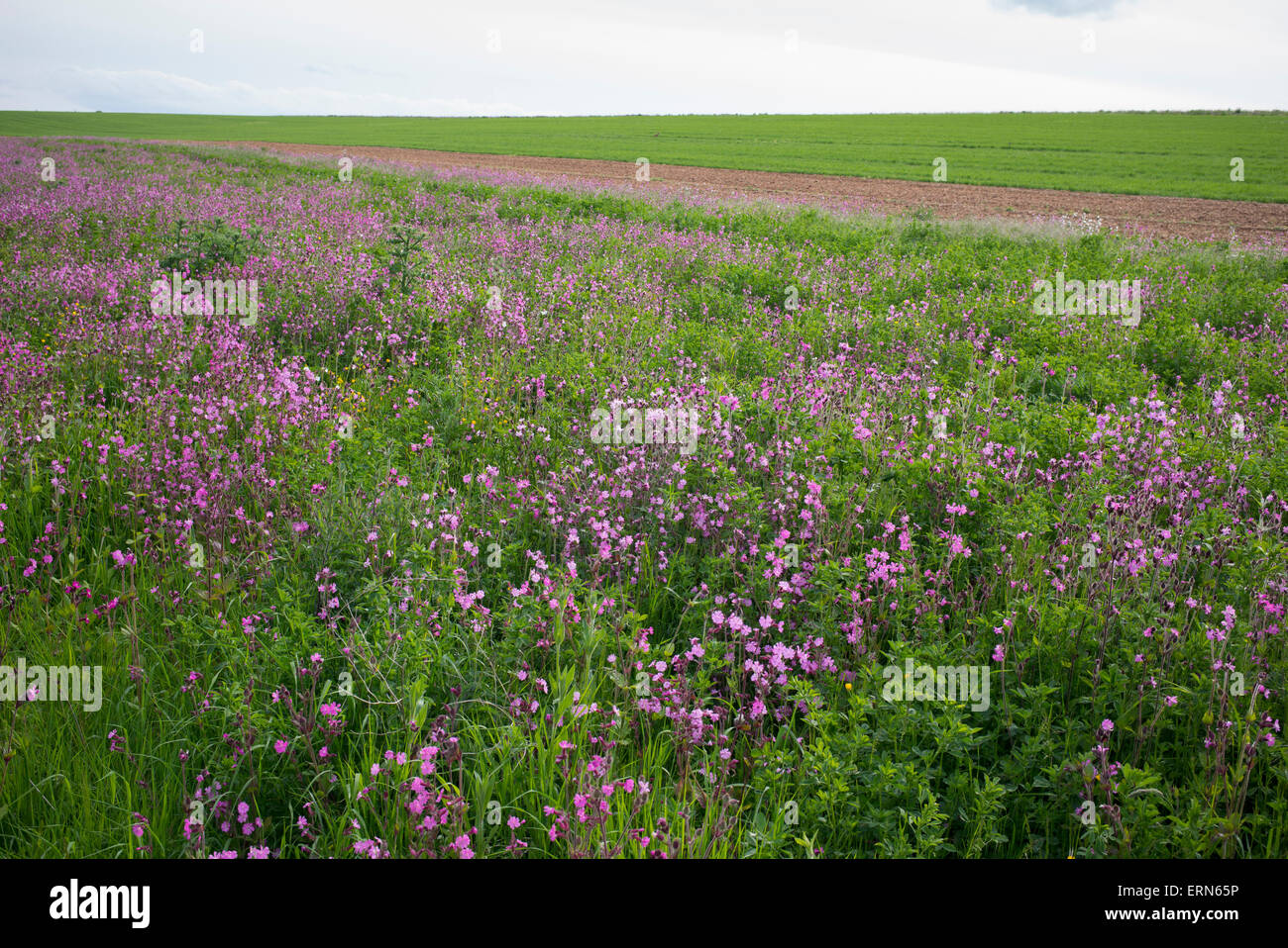 Field margin wildflowers hi-res stock photography and images - Alamy