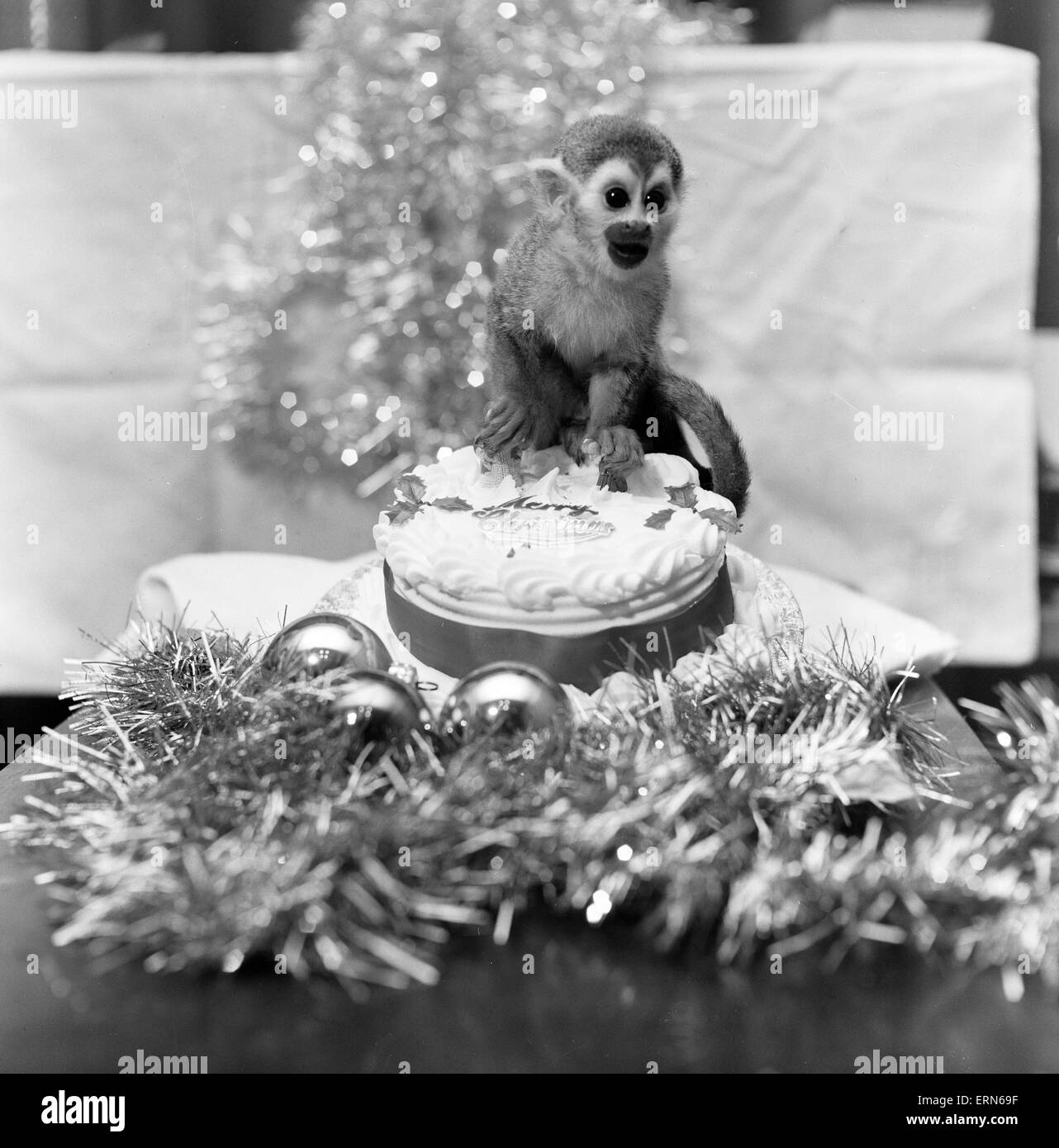 Pip the Squirrel Monkey, Chester Zoo, December 1978. Enjoys his first ...