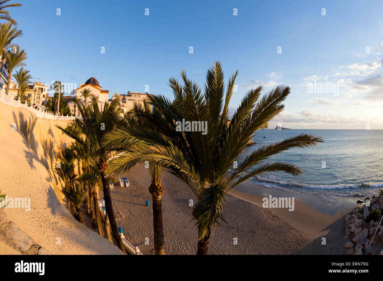 Palm trees in the sand along the Mediterranean; Benidorm, Spain Stock ...