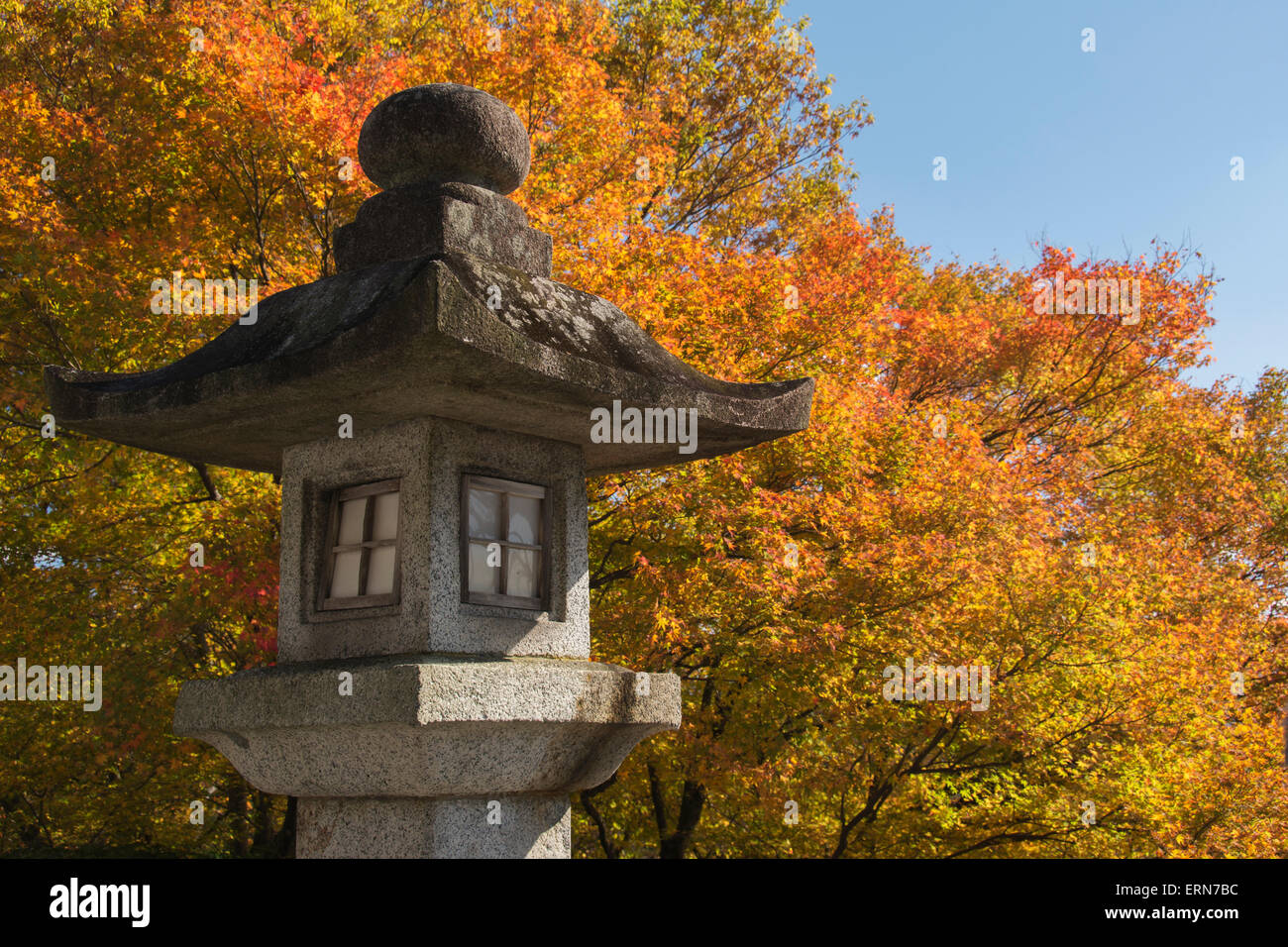 Japanese shrine stone lantern against maple tree in autumn colours ...