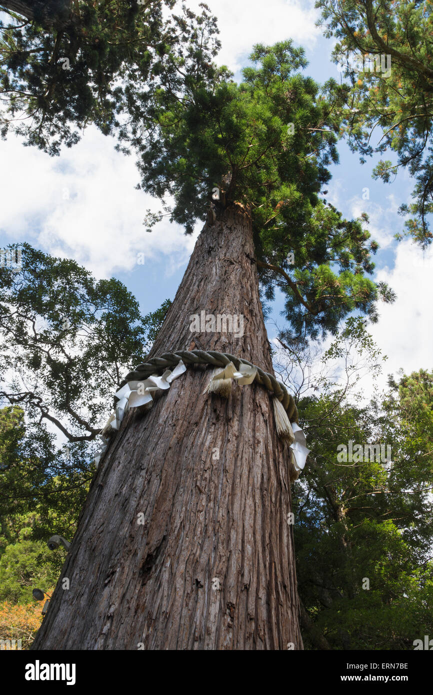 Tall tree with prayer rope and ribbons tied around the trunk; Kurama ...