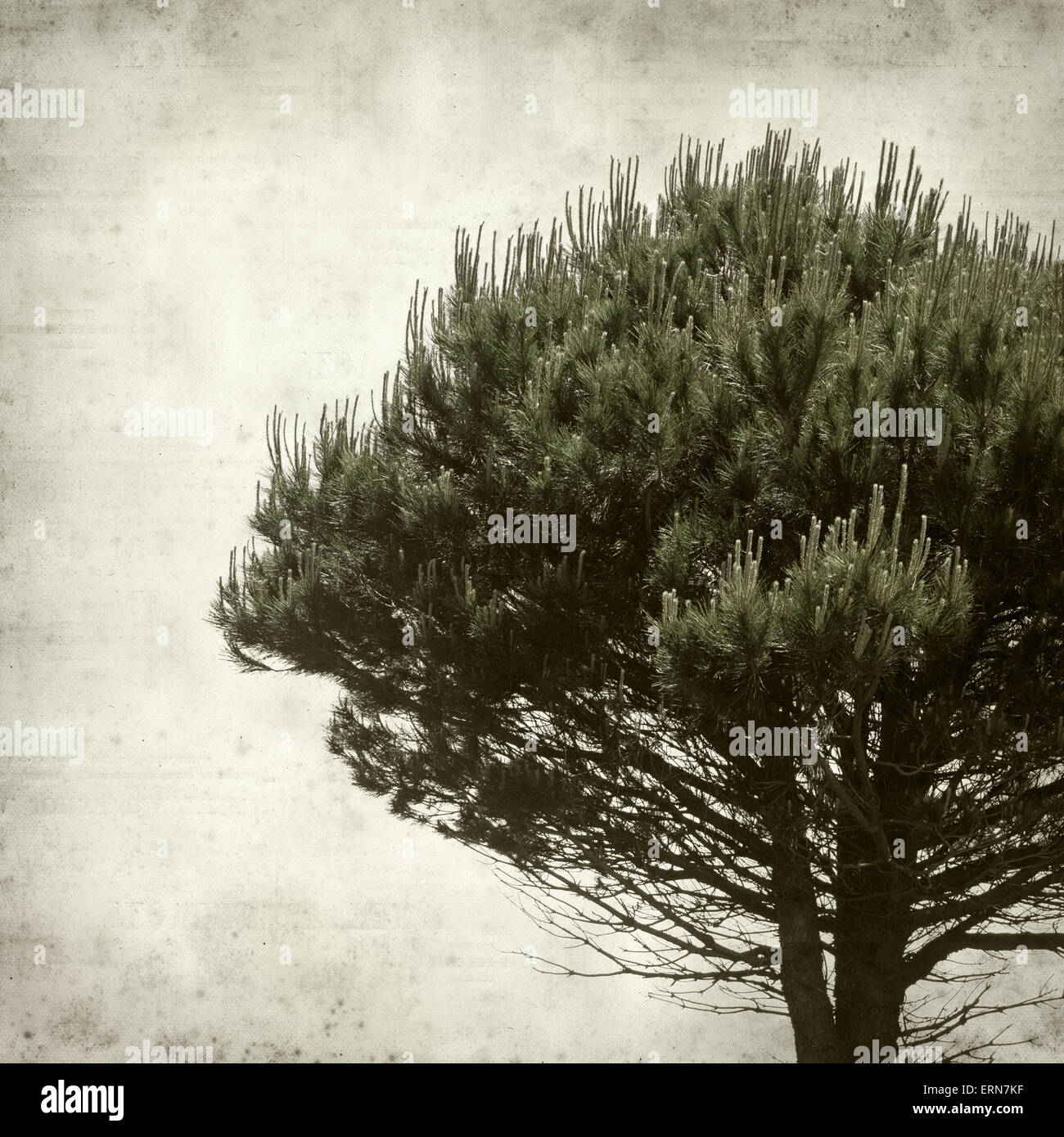 textured old paper background with pinis pinea, stone pie tree Stock ...
